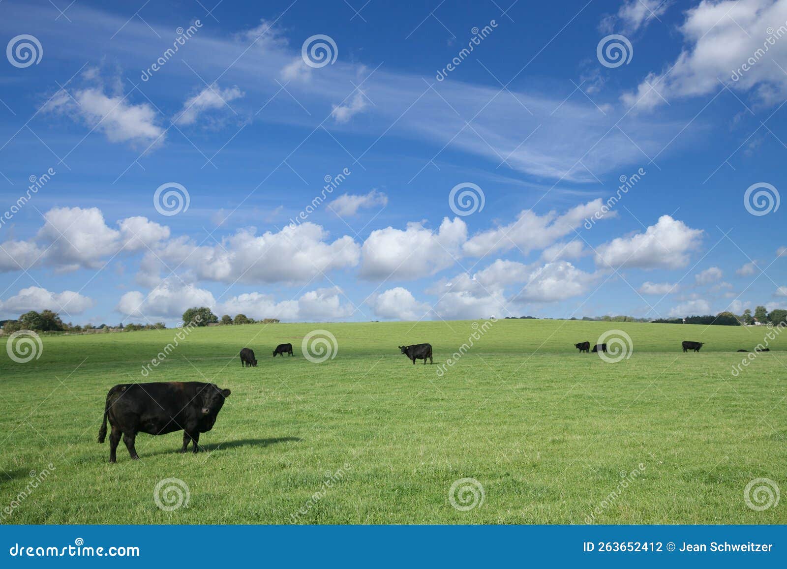 Danish Cows on a Green Field Stock Photo - Image of farming, mammal ...