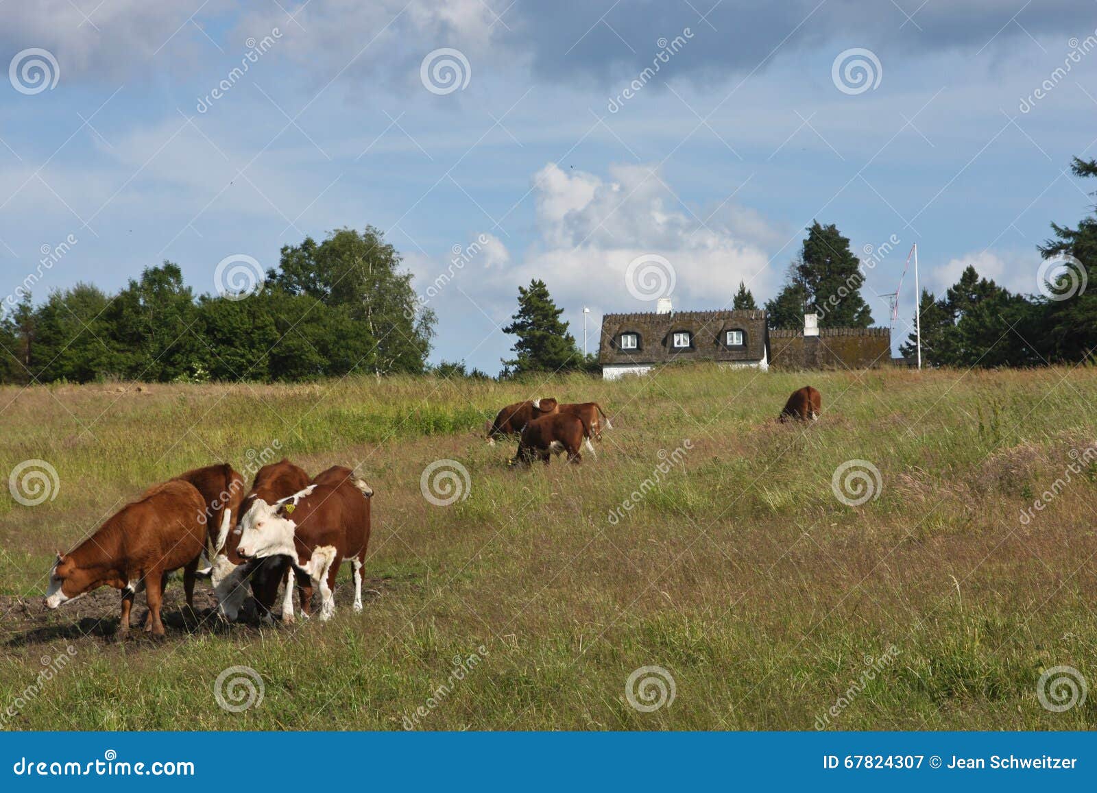 Danish cows stock image. Image of summer, farmland, green - 67824307