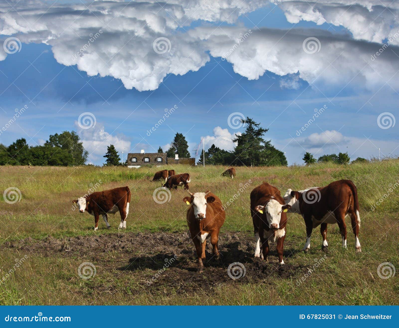 Danish cows stock image. Image of danish, pastoral, farmland - 67825031