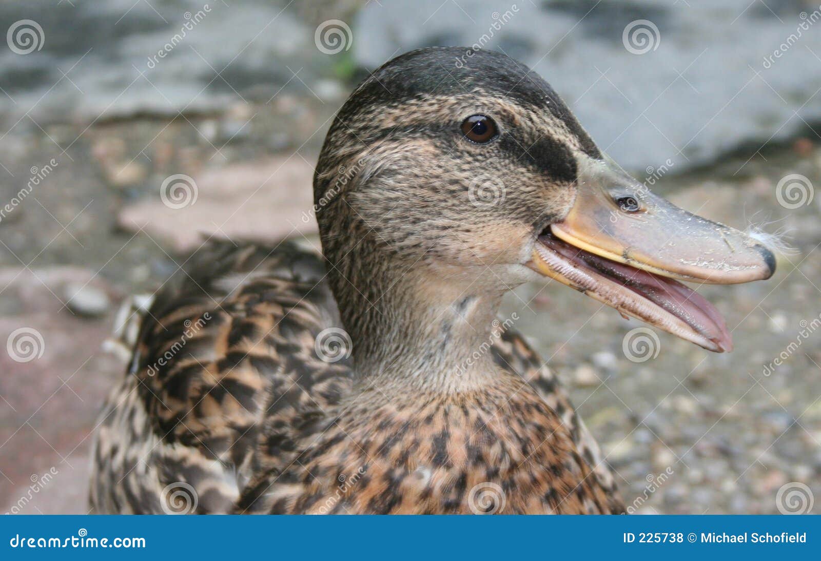 Duck Without Beak