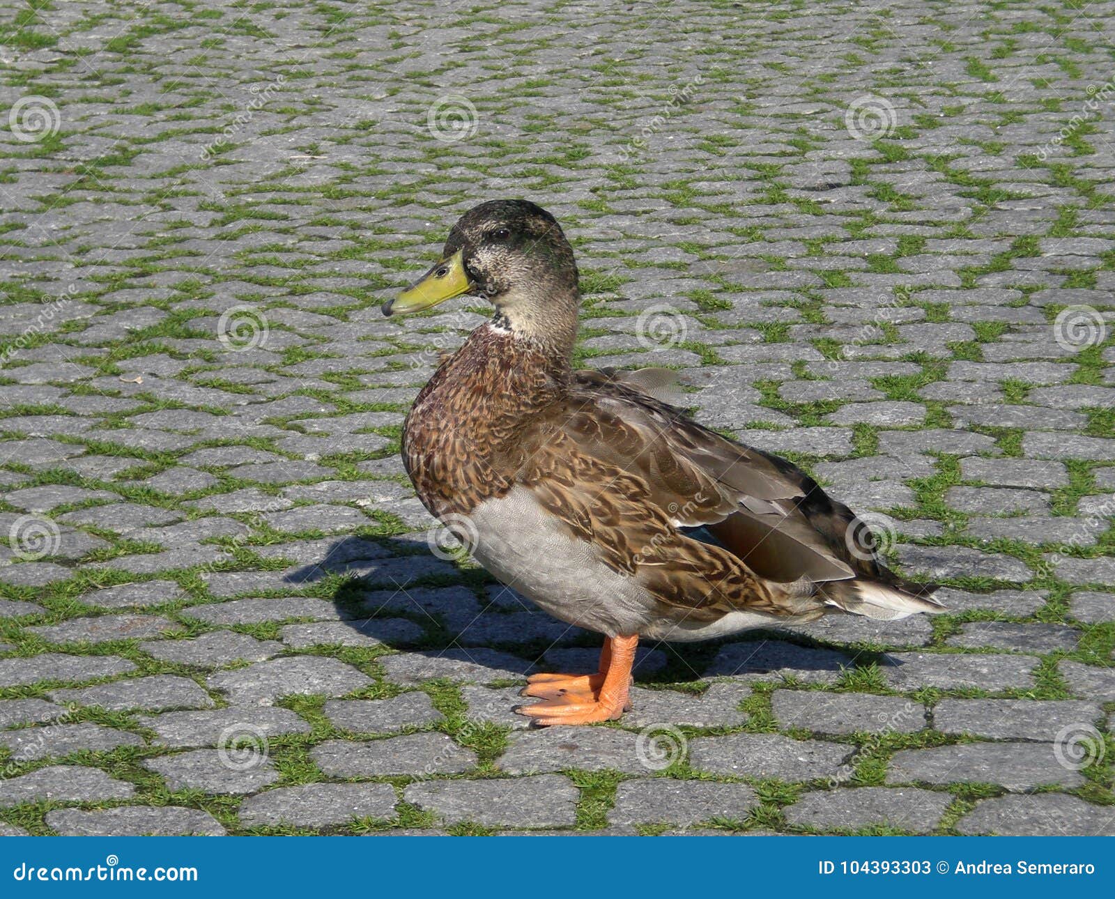 Single duck staring stock image. Image of grass, next - 104393303