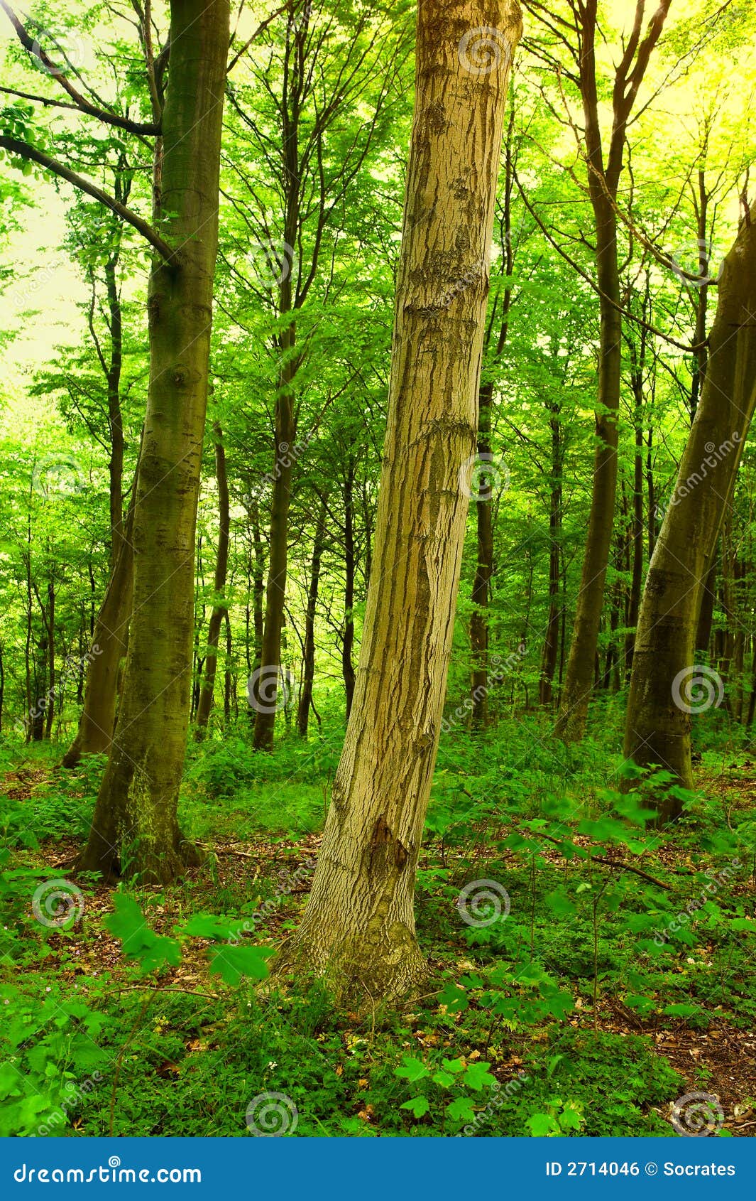 Danish Forest - Early Morning Stock Photo - Image of backlight, purity ...