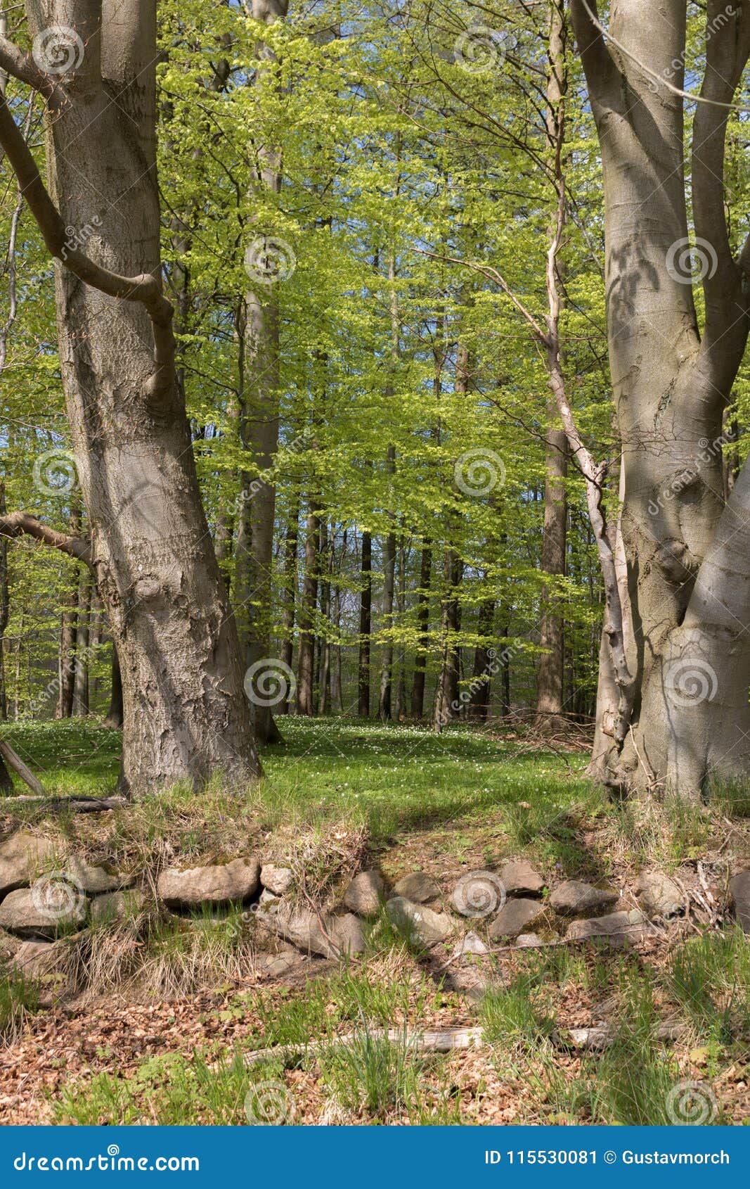 Danish Forest at Spring, Zealand, Denmark Stock Image - Image of europe ...