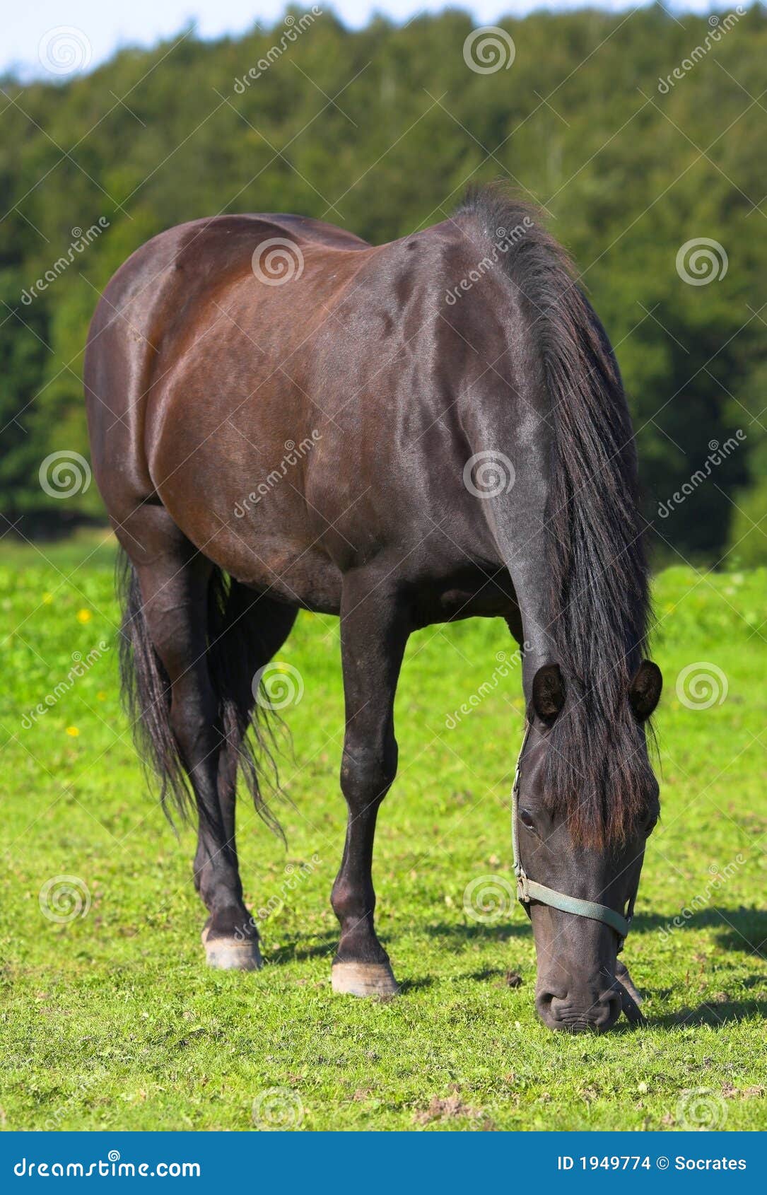 Danish horse stock photo. Image of action, grass, farm - 1949774