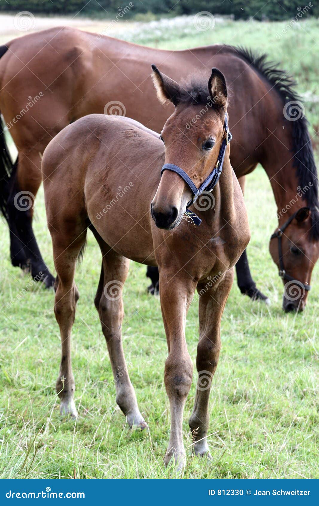 Danish horses stock photo. Image of equestre, danish, head - 812330