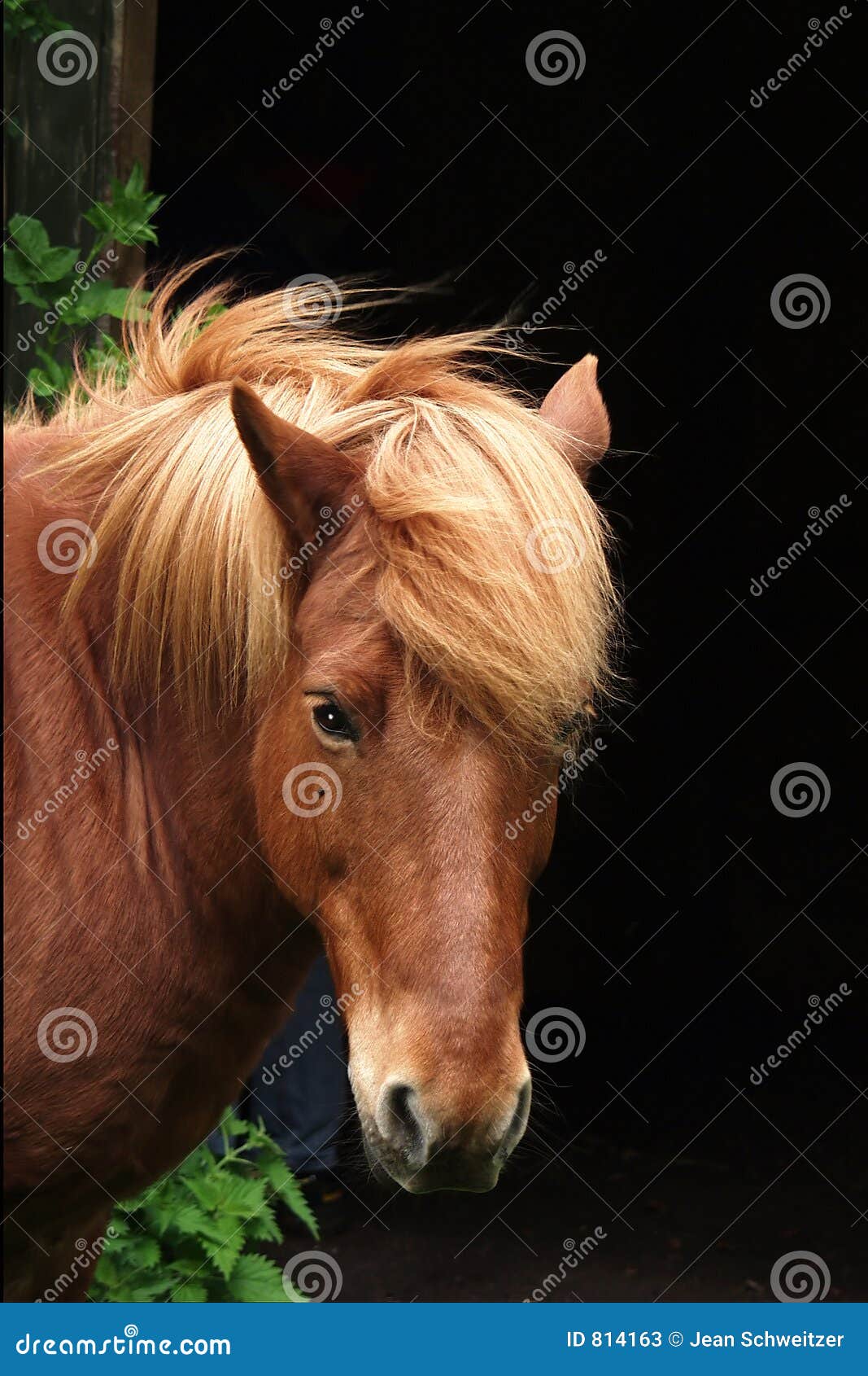 Danish horses stock image. Image of horses, equine, country - 814163