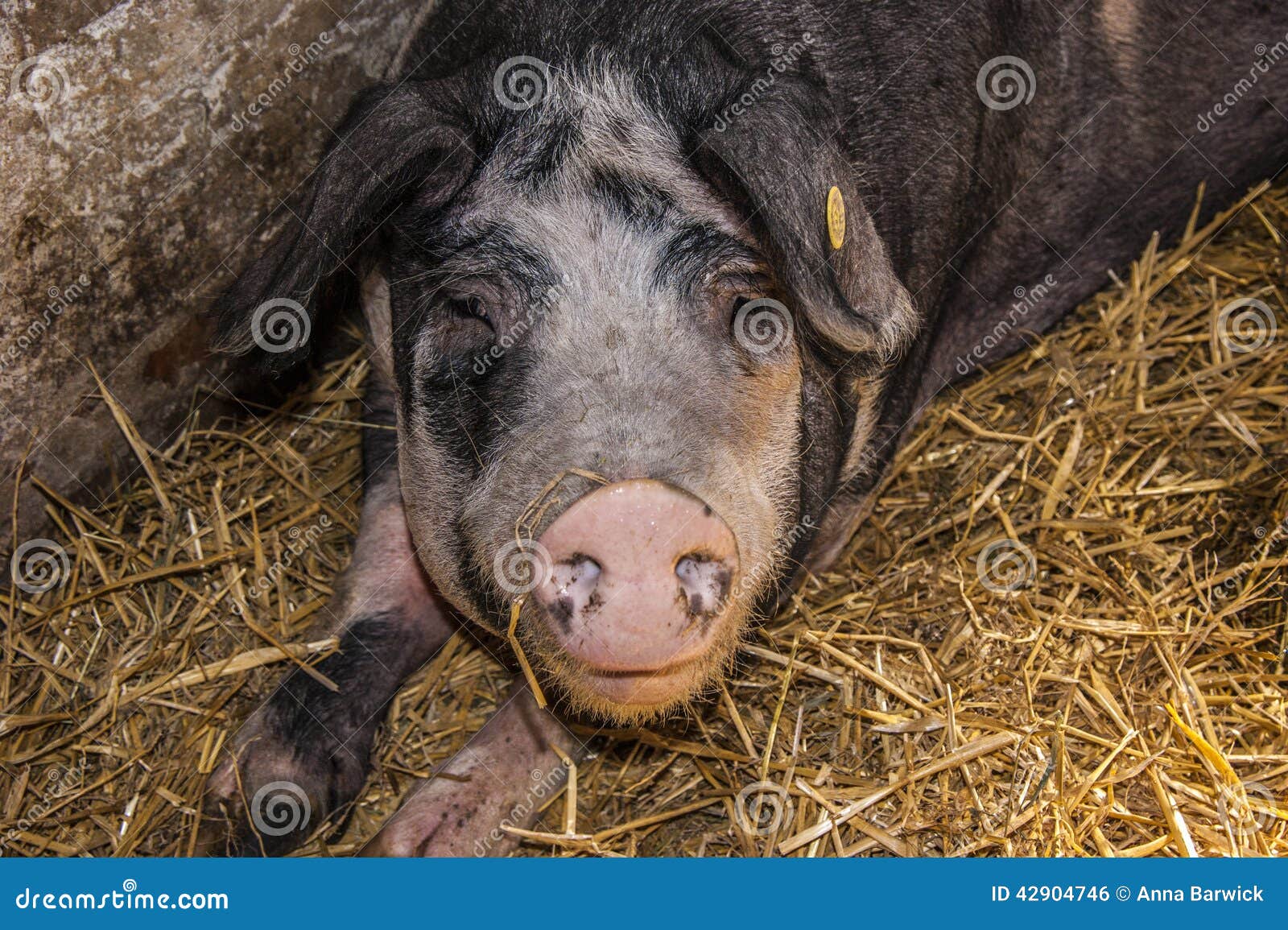 Danish Landrace Pig stock photo. Image of close, straw - 42904746
