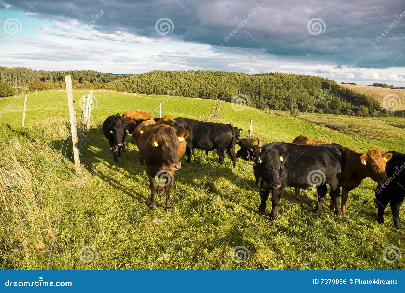 Danish red cows stock photo. Image of bull, grass, cows - 7379056