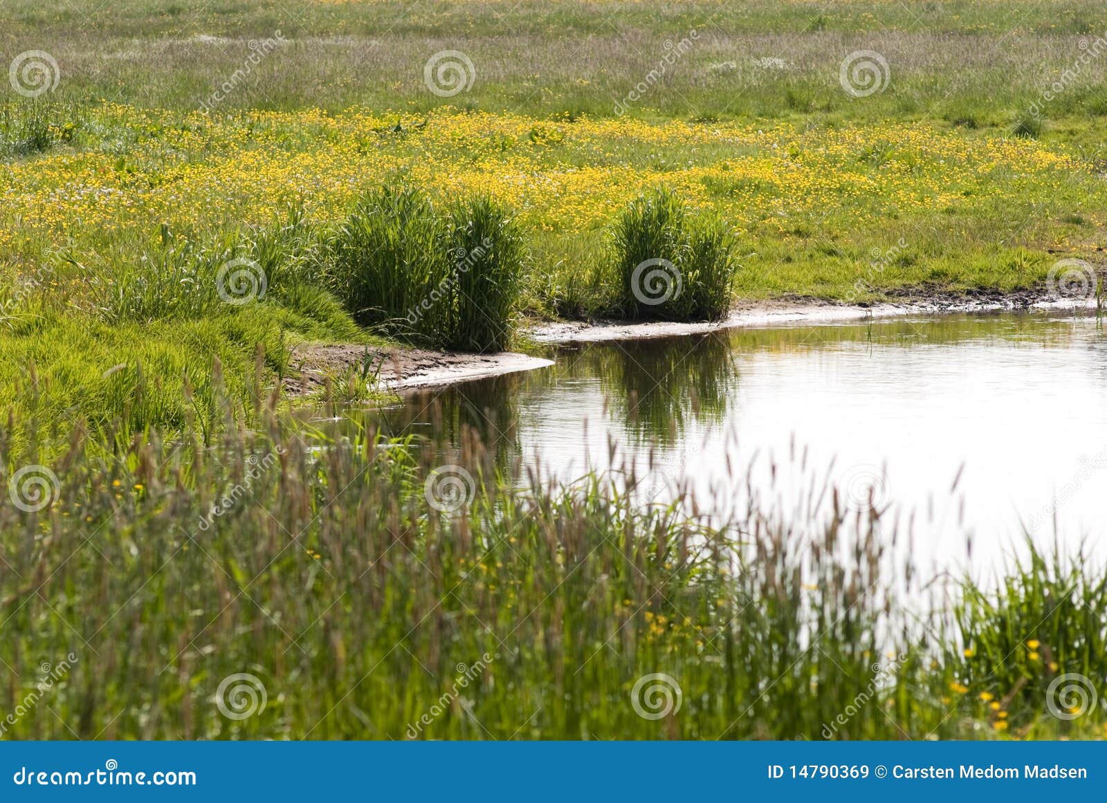 Danish Riverbed stock image. Image of landscape, water - 14790369