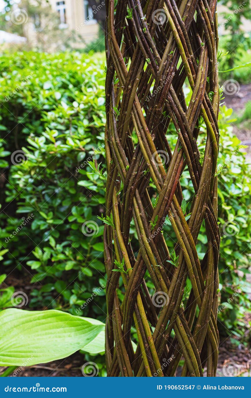 Danish Roots, Willow, Wicker Trees Stock Image - Image of beauty ...