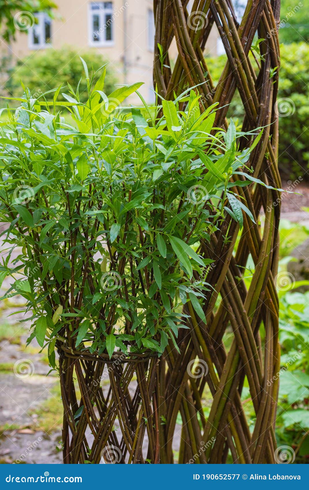 Danish Roots, Willow, Wicker Trees Stock Image - Image of bright ...