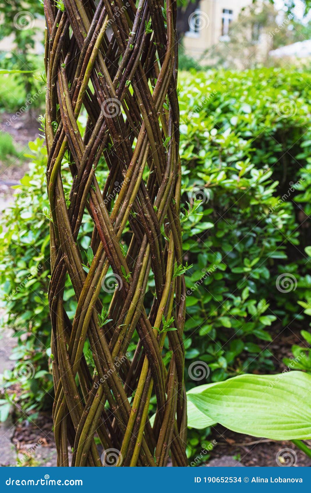 Danish Roots, Willow, Wicker Trees Stock Photo - Image of bushes, fresh ...