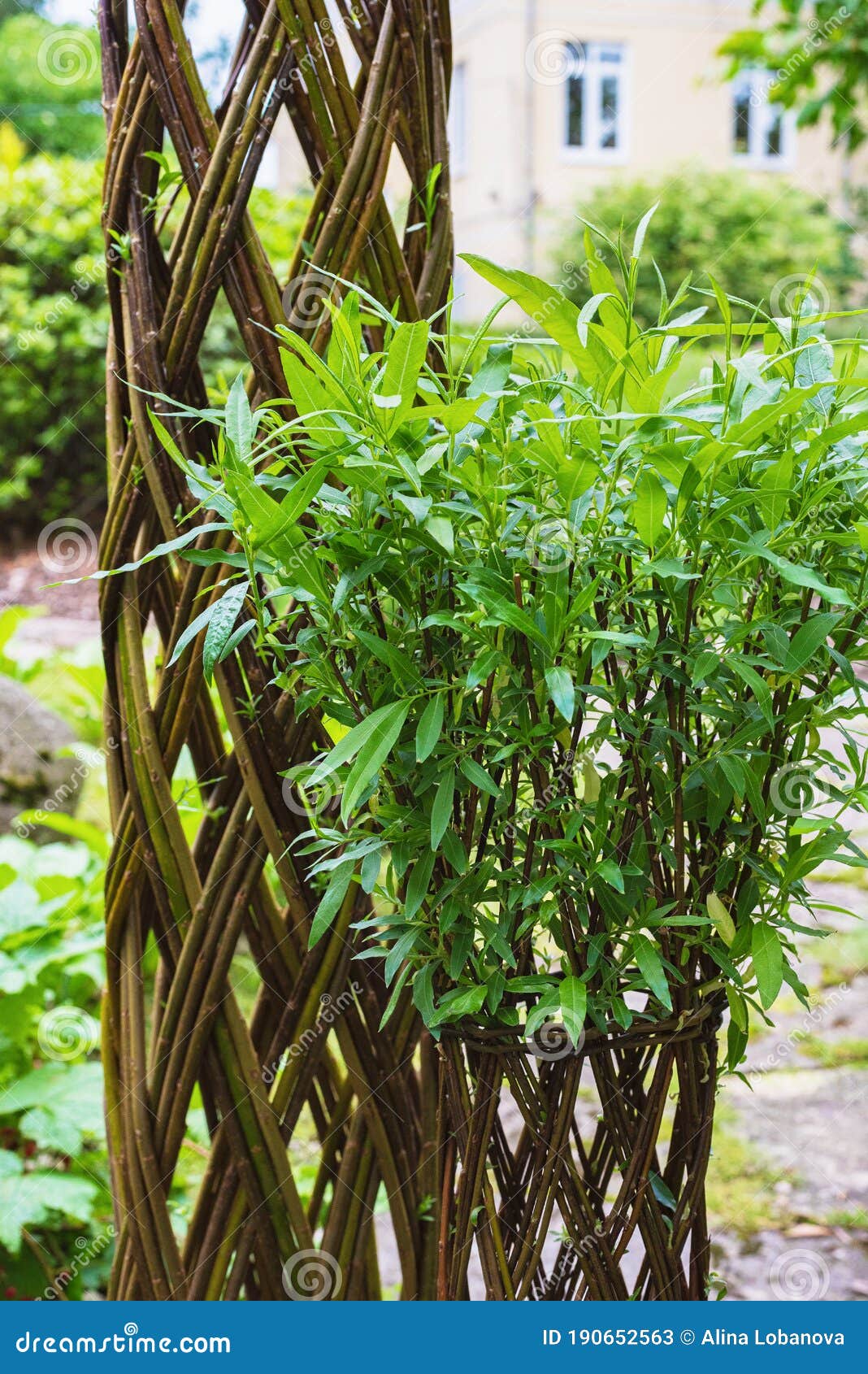 Danish Roots, Willow, Wicker Trees Stock Image - Image of astilbe, wood ...