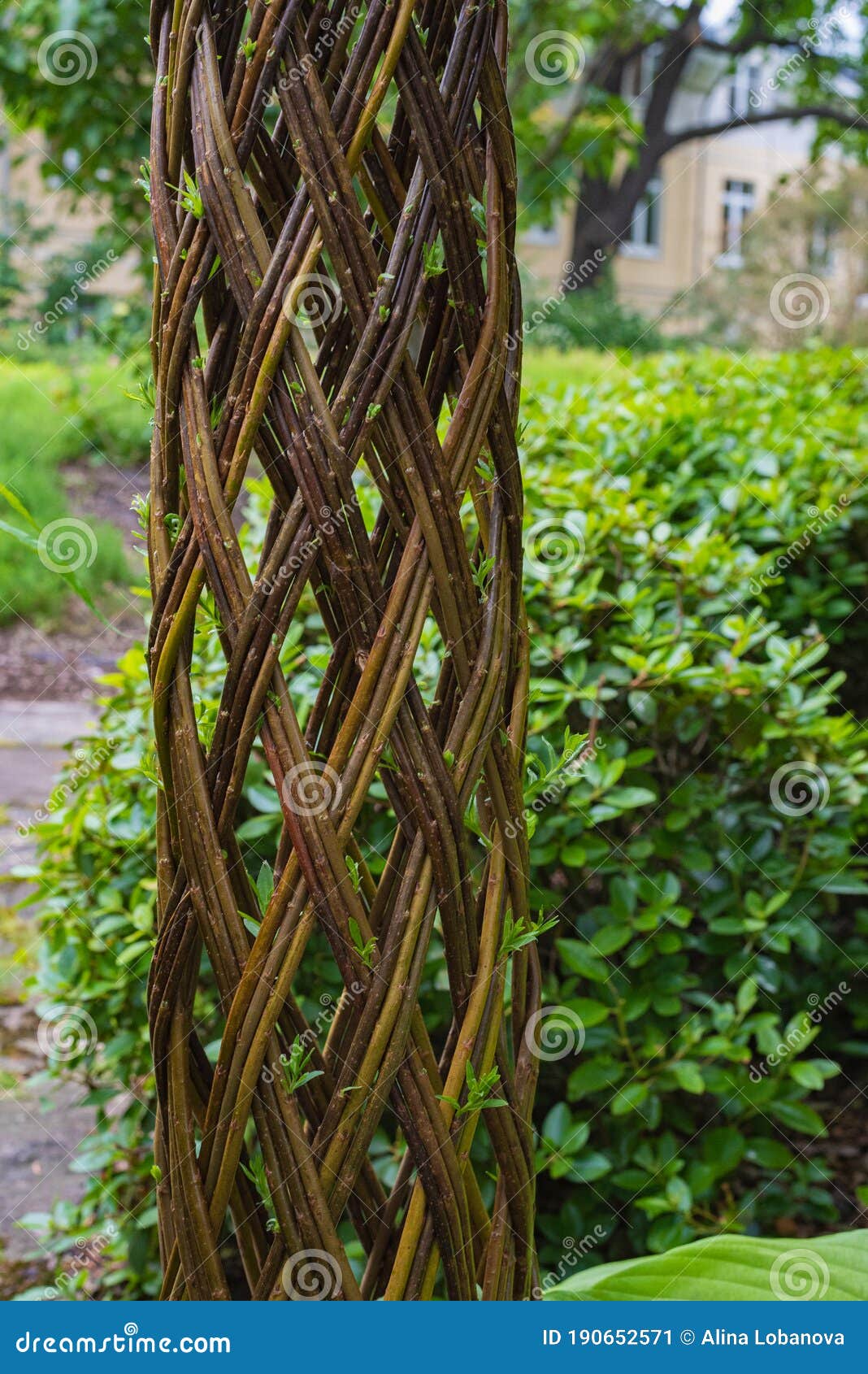 Danish Roots, Willow, Wicker Trees Stock Image - Image of tree, green ...