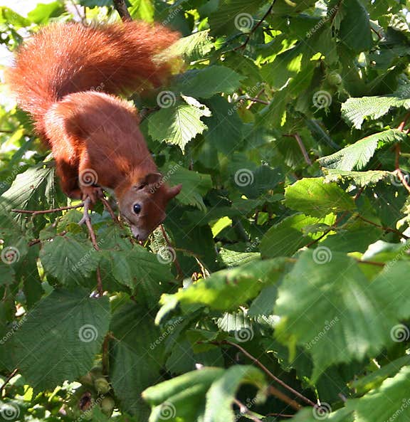 Danish squirrel stock photo. Image of nuts, trees, freedom - 988830