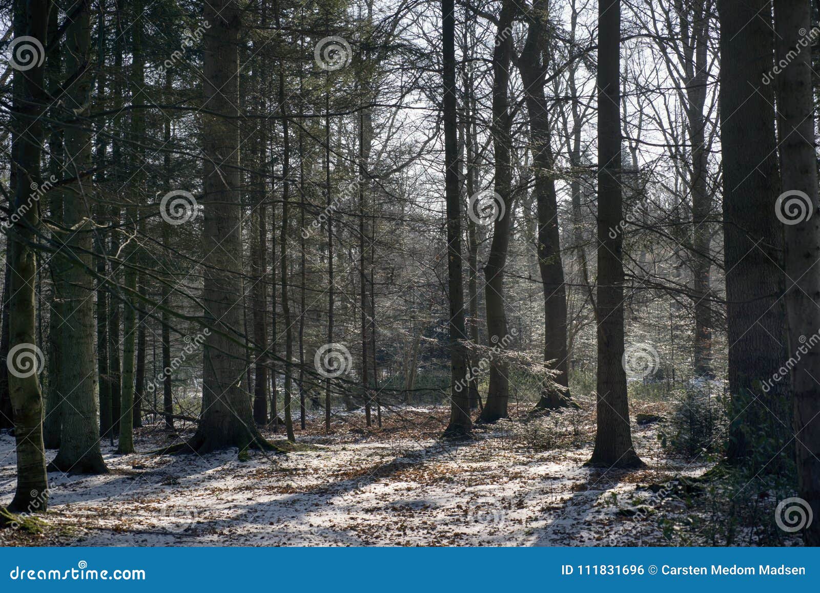 Danish Winter Beech Forest with Snow Stock Photo - Image of beautiful ...