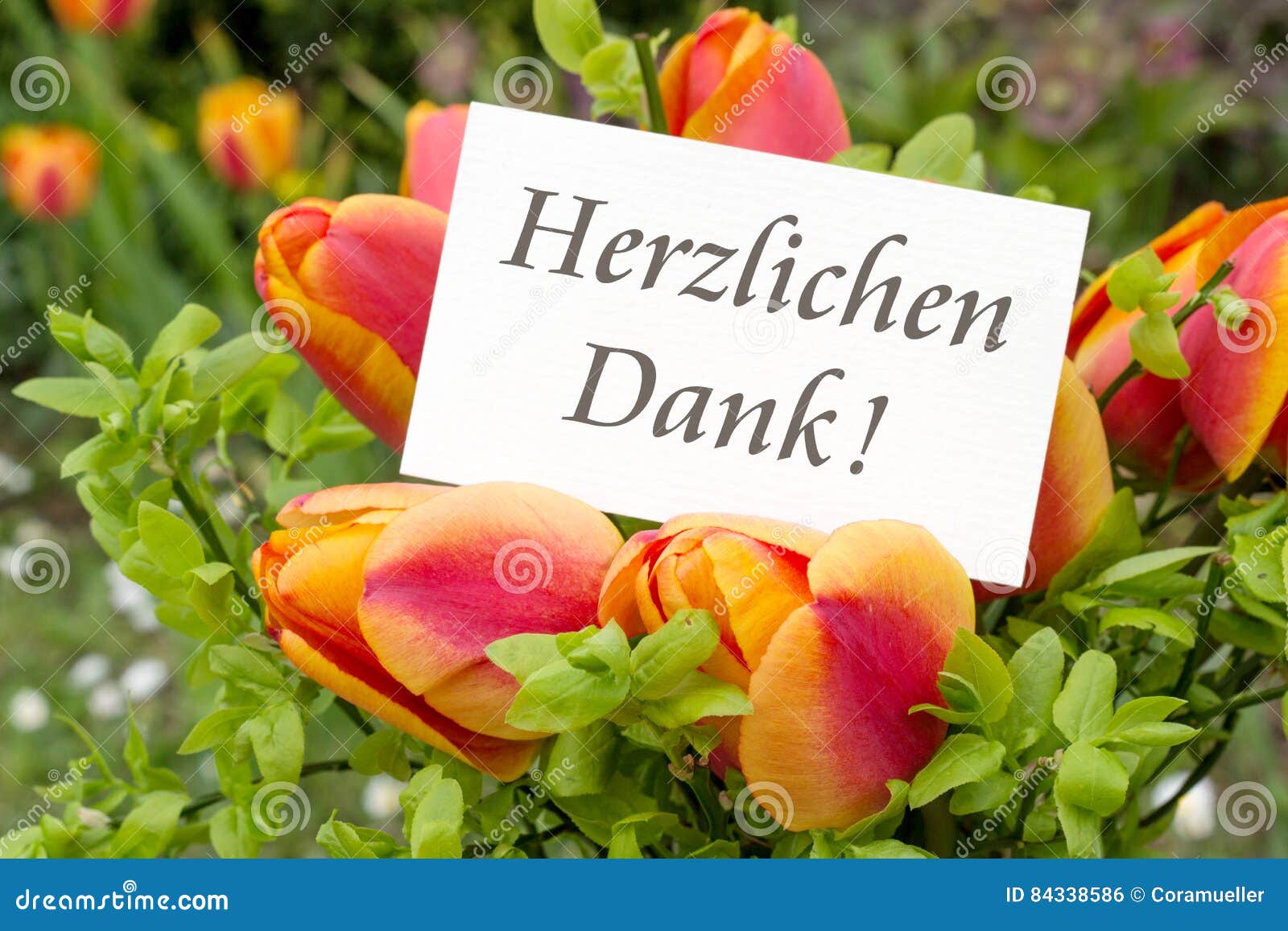 Dank u zeer stock foto. Image of geel, zeer, nave, dank - 84338586