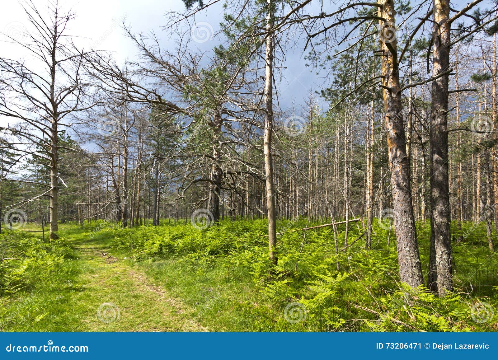 Danno della pioggia acida immagine stock. Immagine di infestazione ...