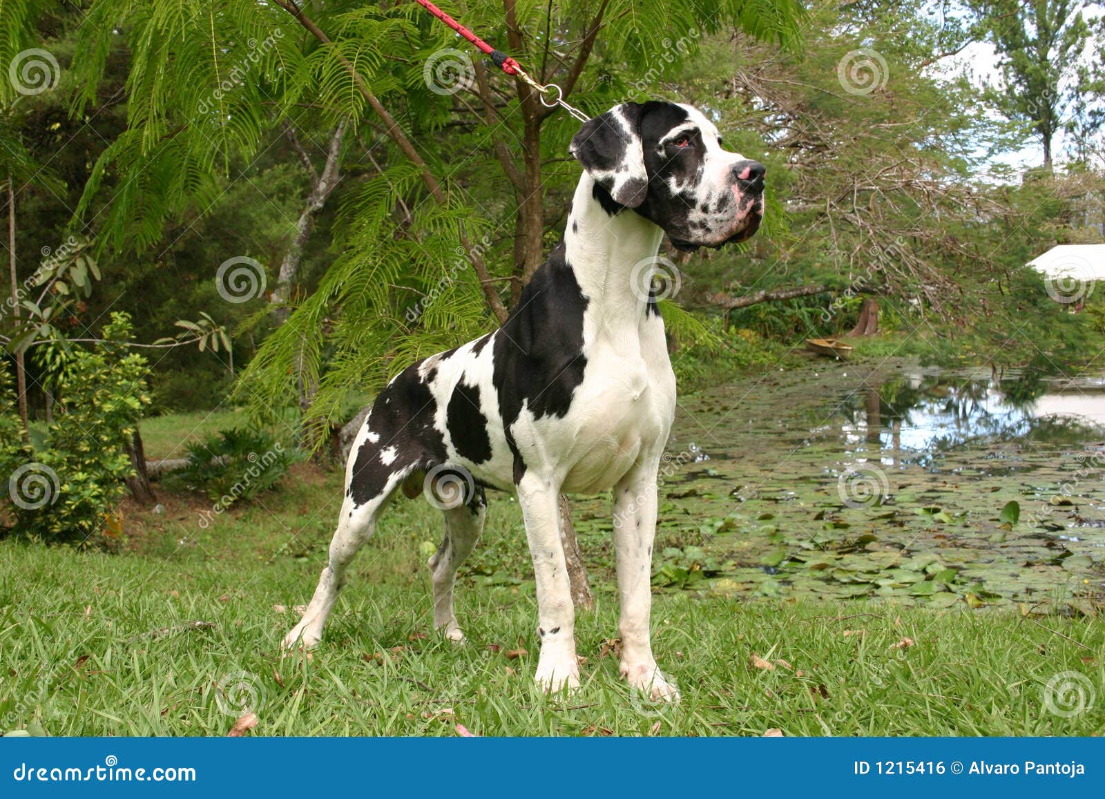 Danois grand photo stock. Image du grand, santé, canin - 1215416