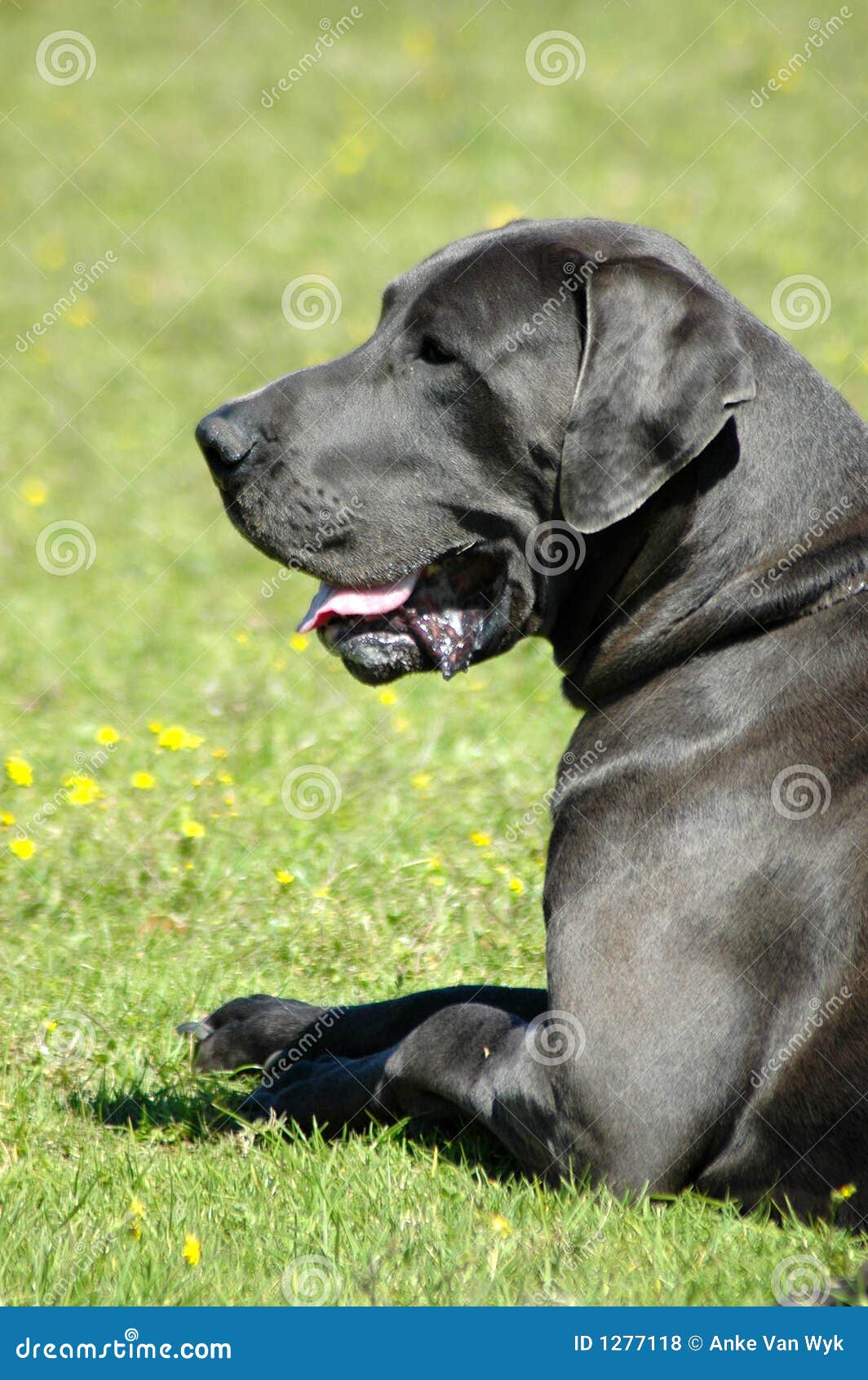 Danois Grand Bleu Photos Stock - Téléchargez 1,711 Photos libres de droits