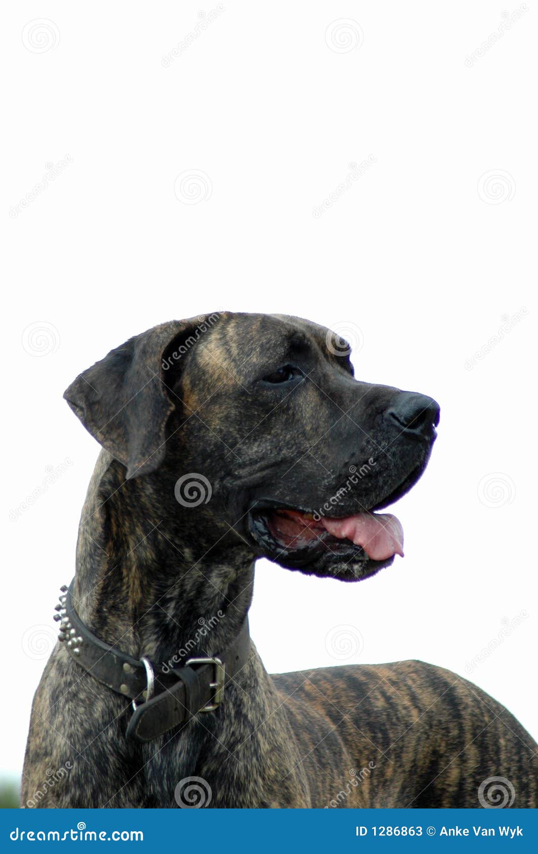 Danois grand image stock. Image du géants, visages, visage - 1286863