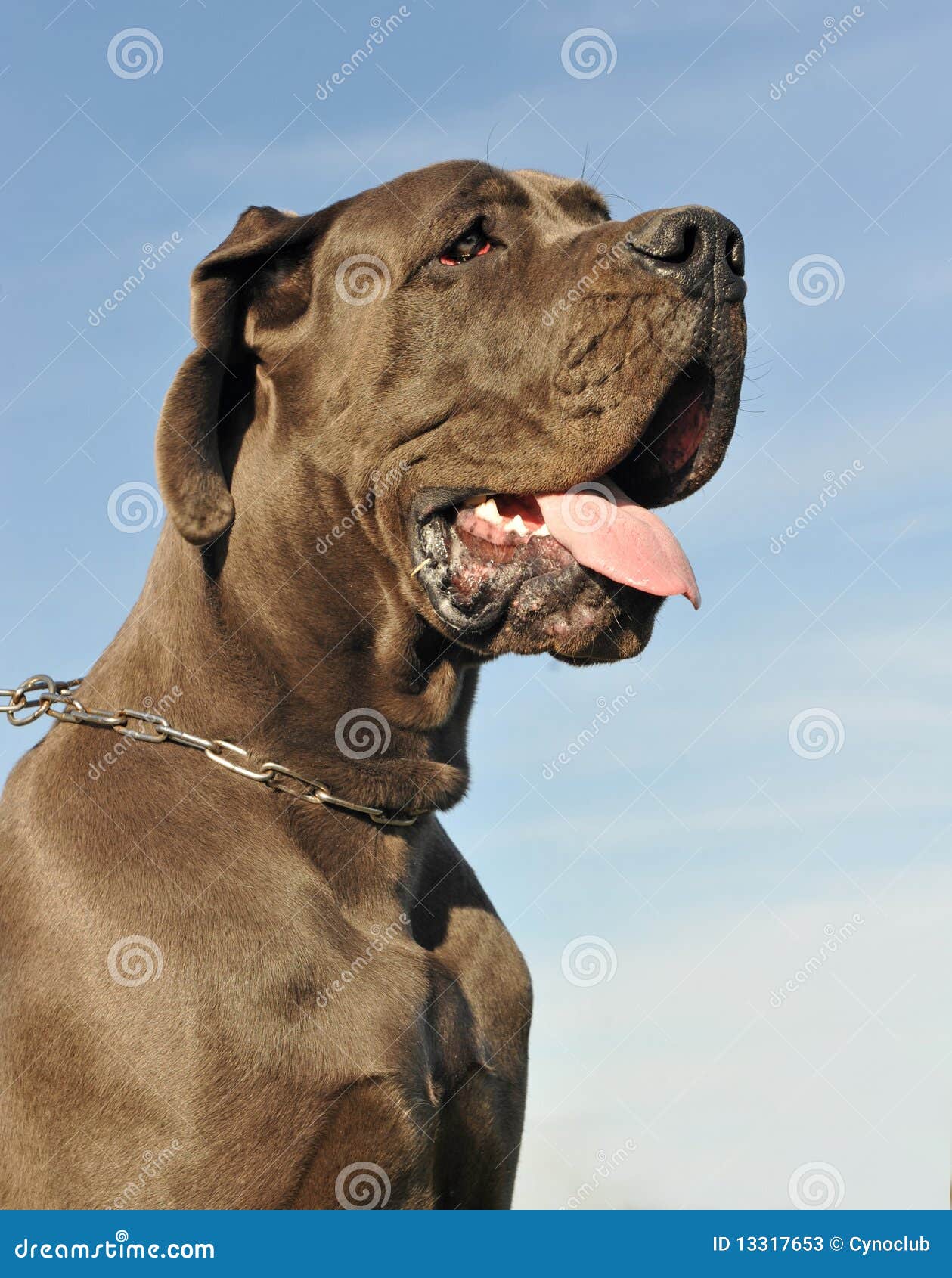 Danois grand image stock. Image du langue, gris, purebred - 13317653