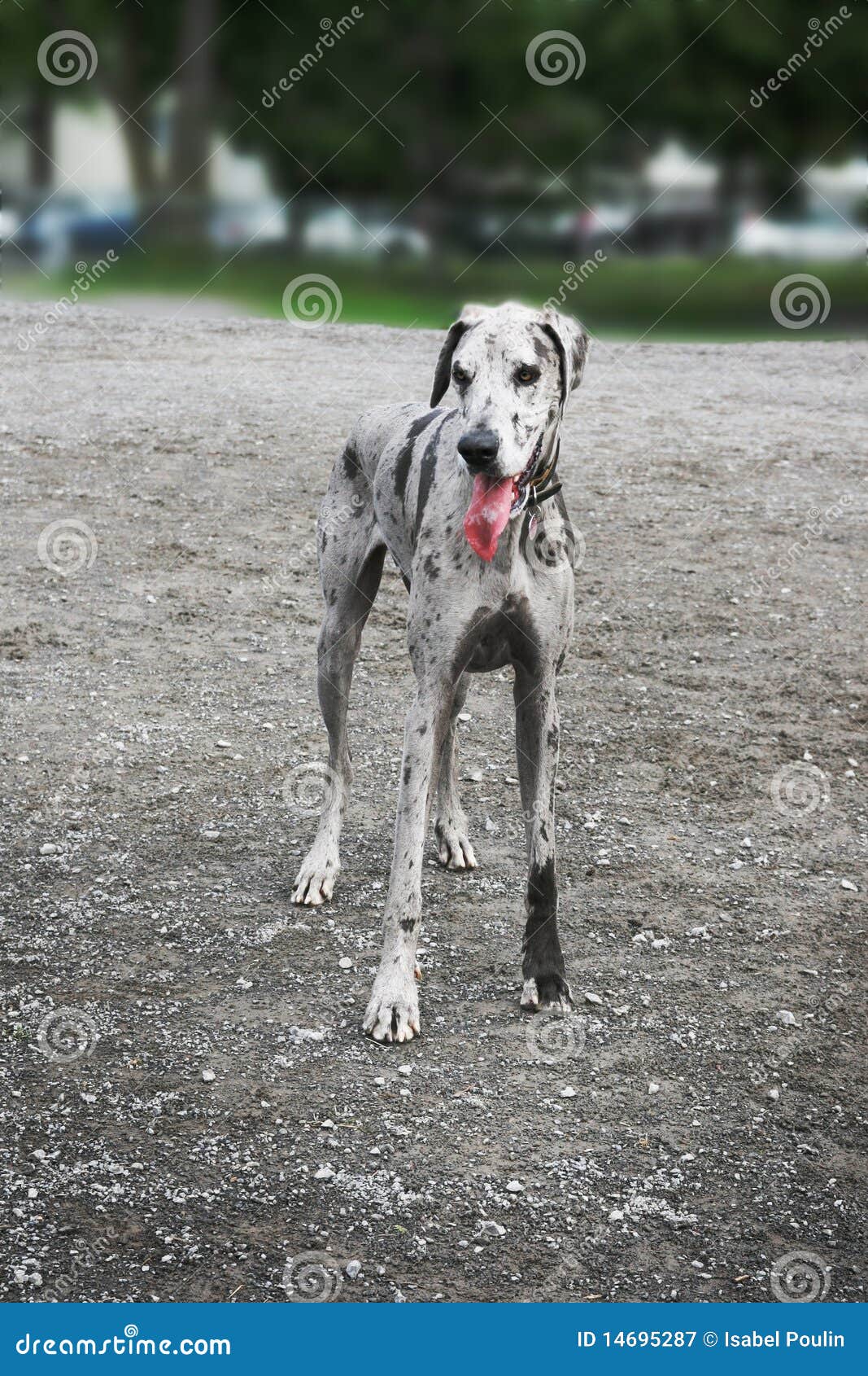 Danois grand image stock. Image du ouvert, stationnement - 14695287