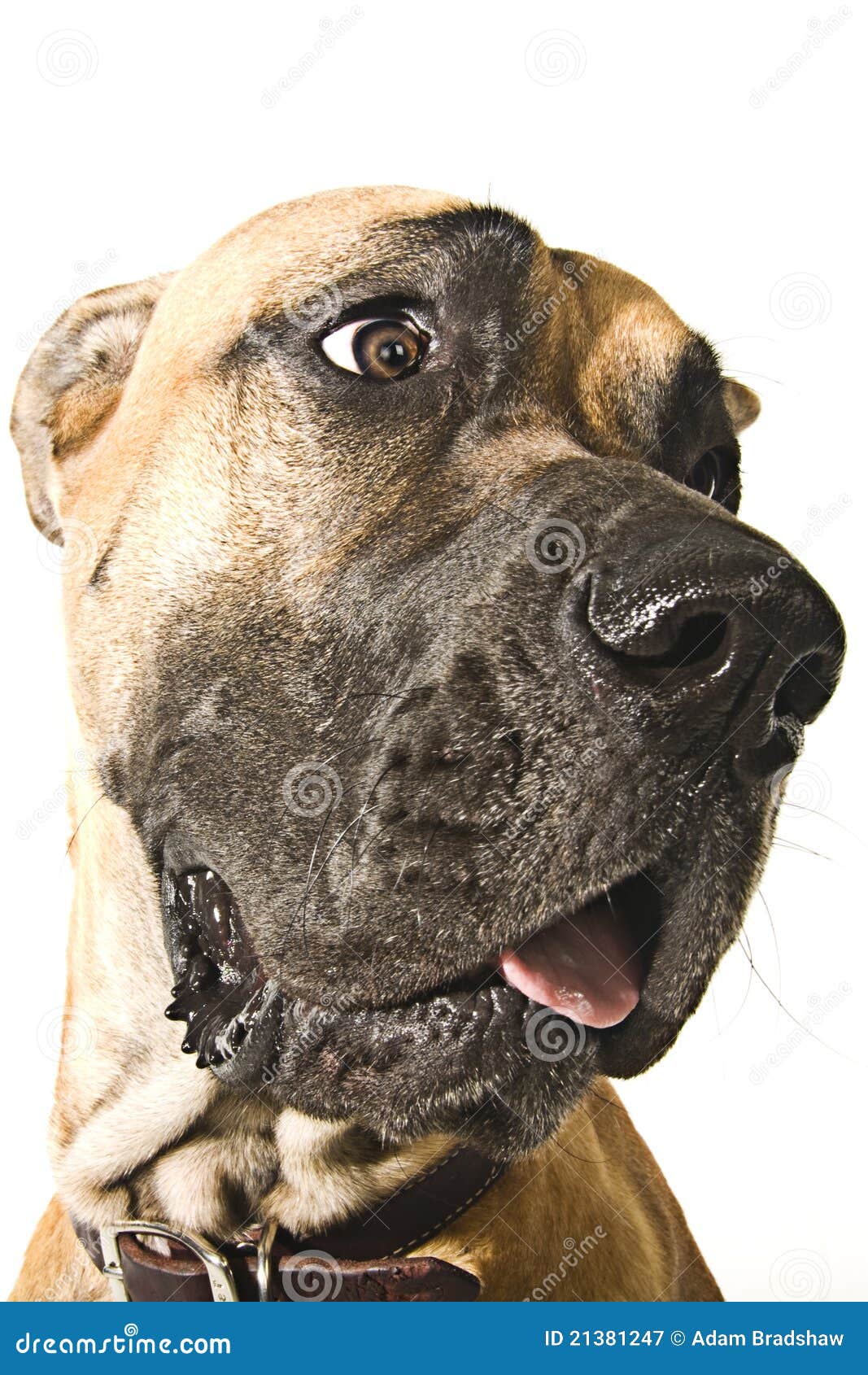 Danois grand image stock. Image du grand, favoris, mignon - 21381247