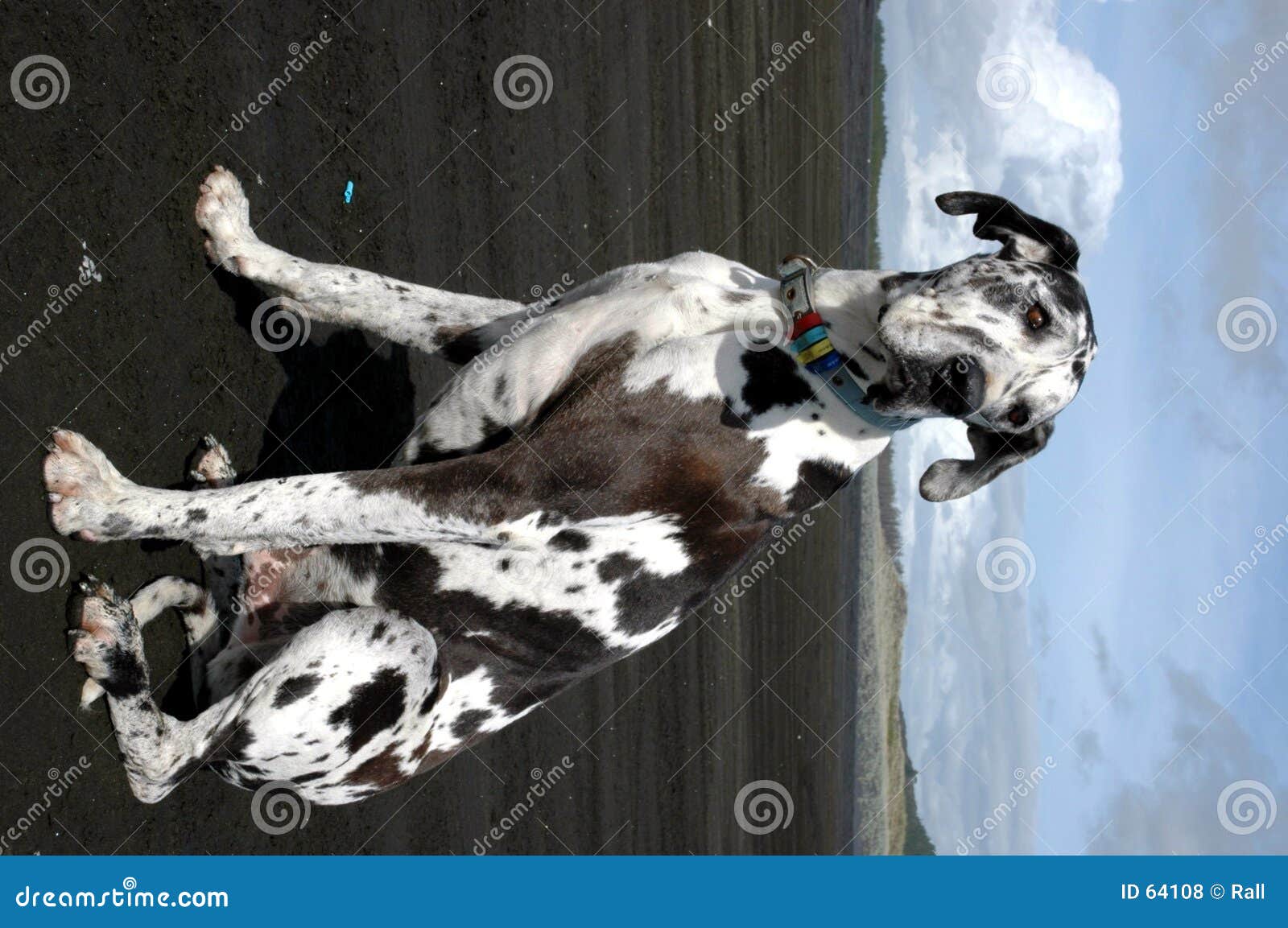 Danois Photos Stock - Téléchargez 80,435 Photos libres de droits