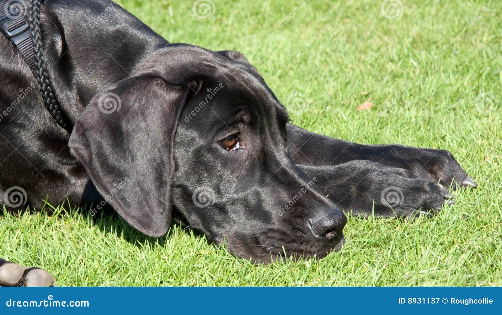 Danois grand image stock. Image du attente, animal, pedigree - 8931137