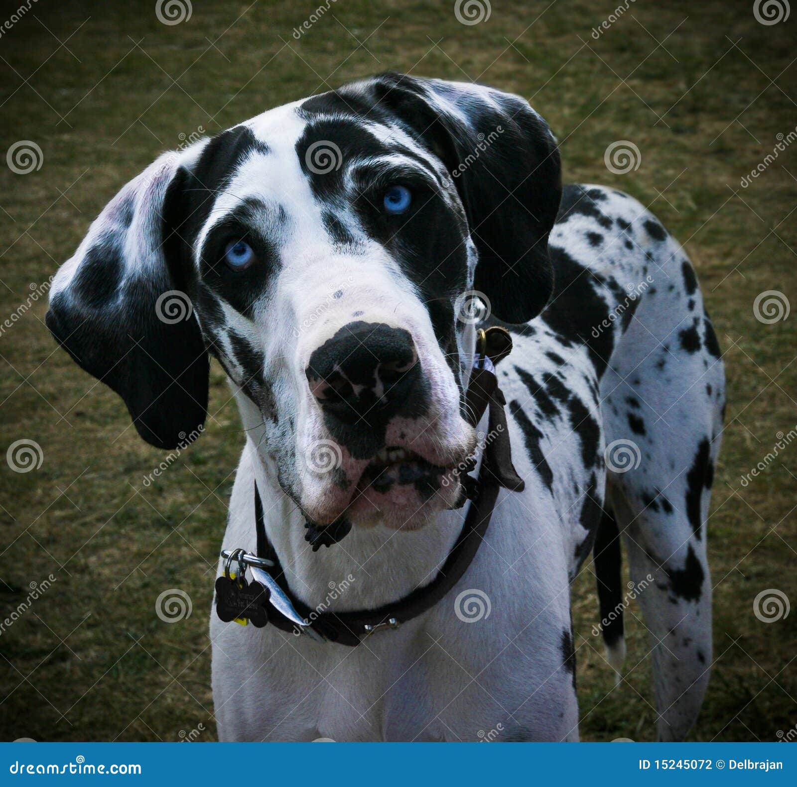 Danois Grand Aux Yeux Bleus Photo stock - Image du visage, crabot: 15245072