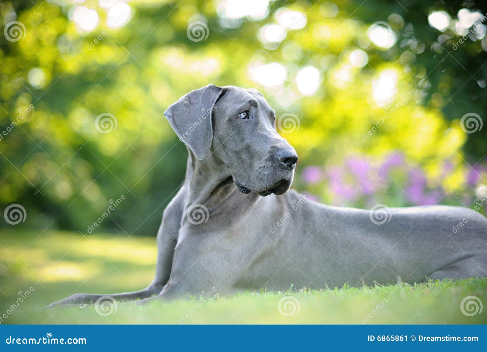 Danois grand bleu image stock. Image du confortable, outdoors - 6865861