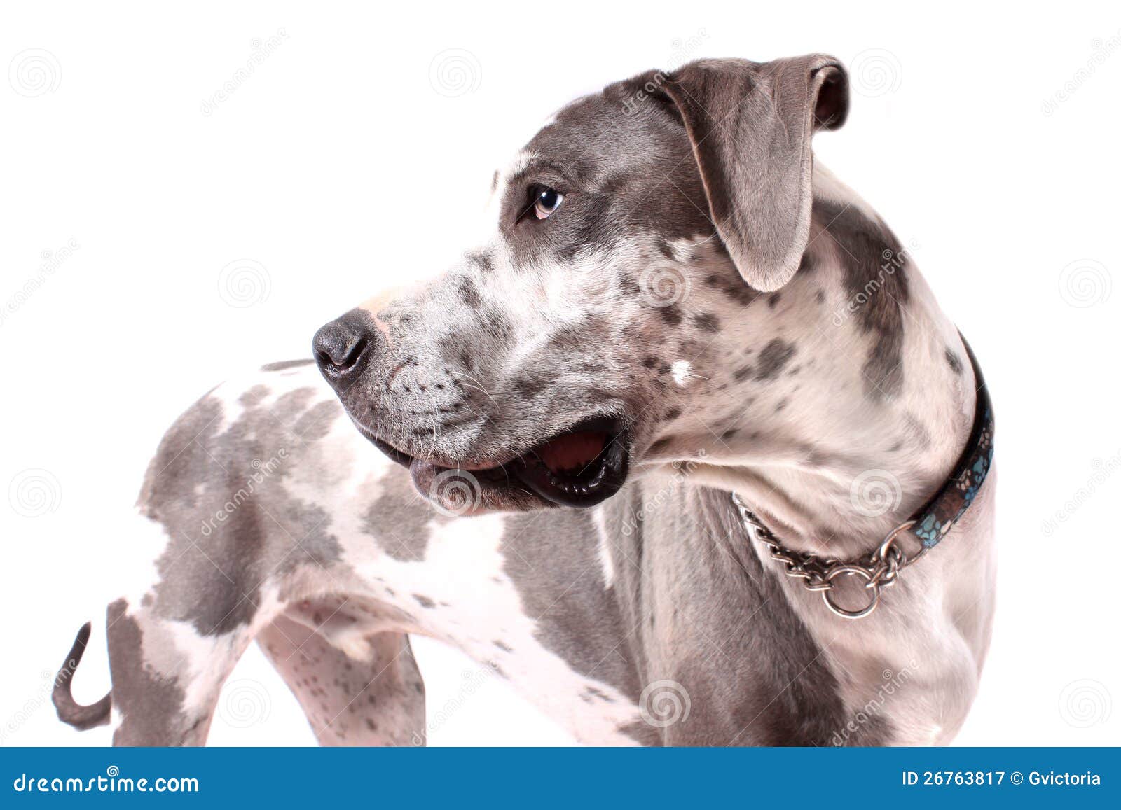 Danois grand de Merle image stock. Image du danois, purebred - 26763817