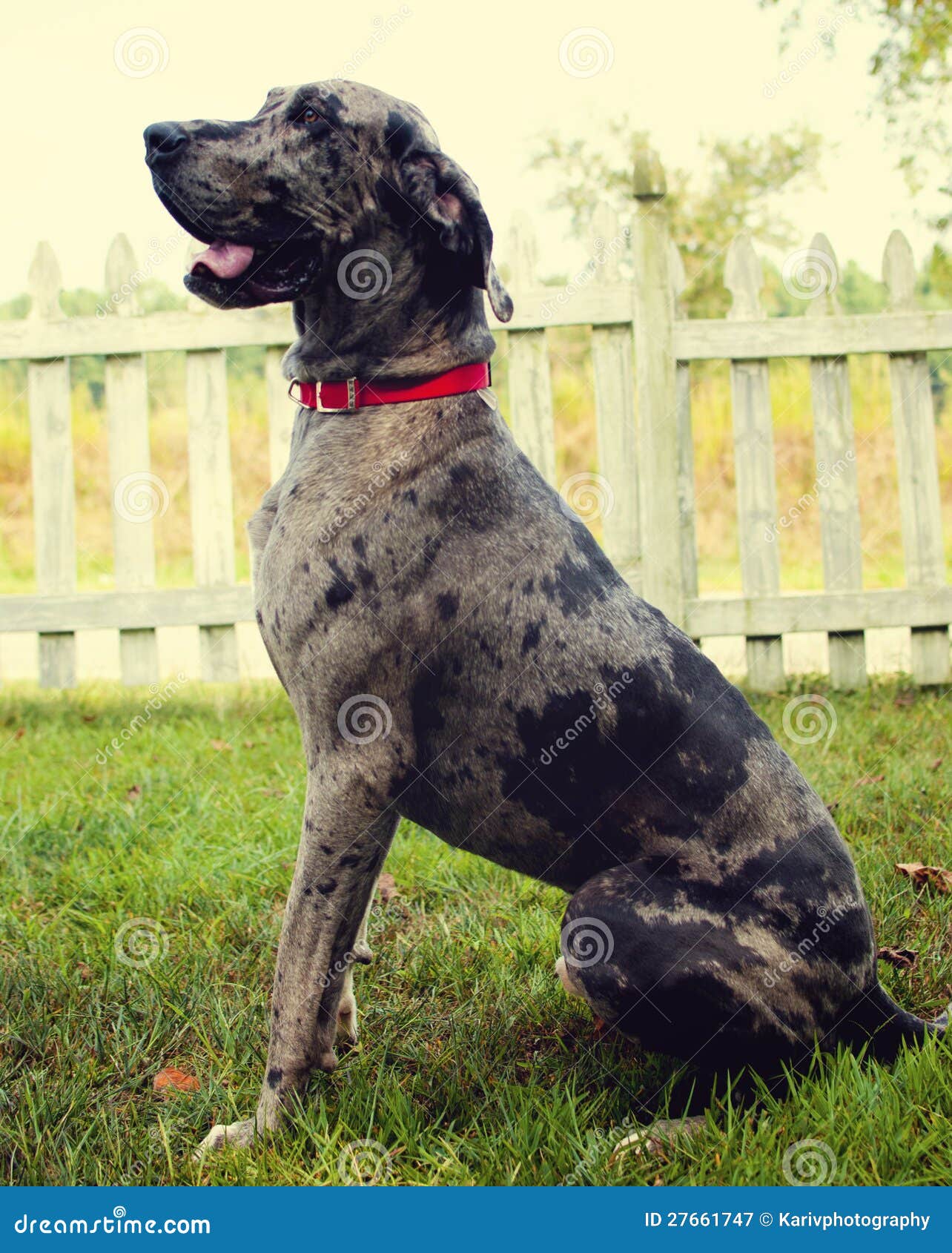 Danois grand de Merle image stock. Image du chiot, grand - 27661747