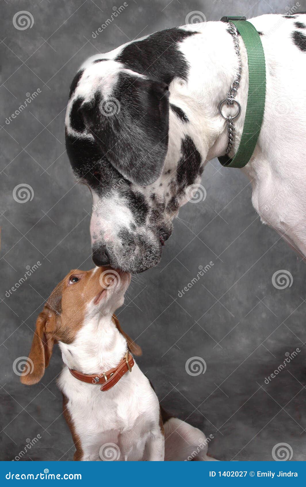 Danois Grand Et Chien Terrier Image stock - Image du petit, drôle: 1402027