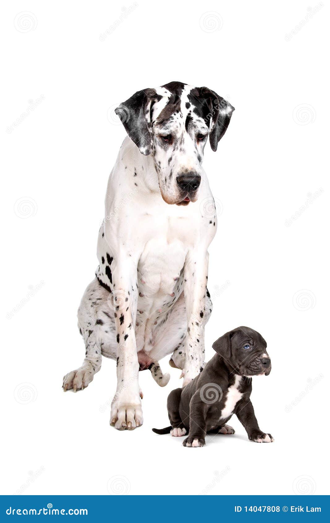 Danois Grand Et Chiot De Harlequin Photo stock - Image du adulte ...