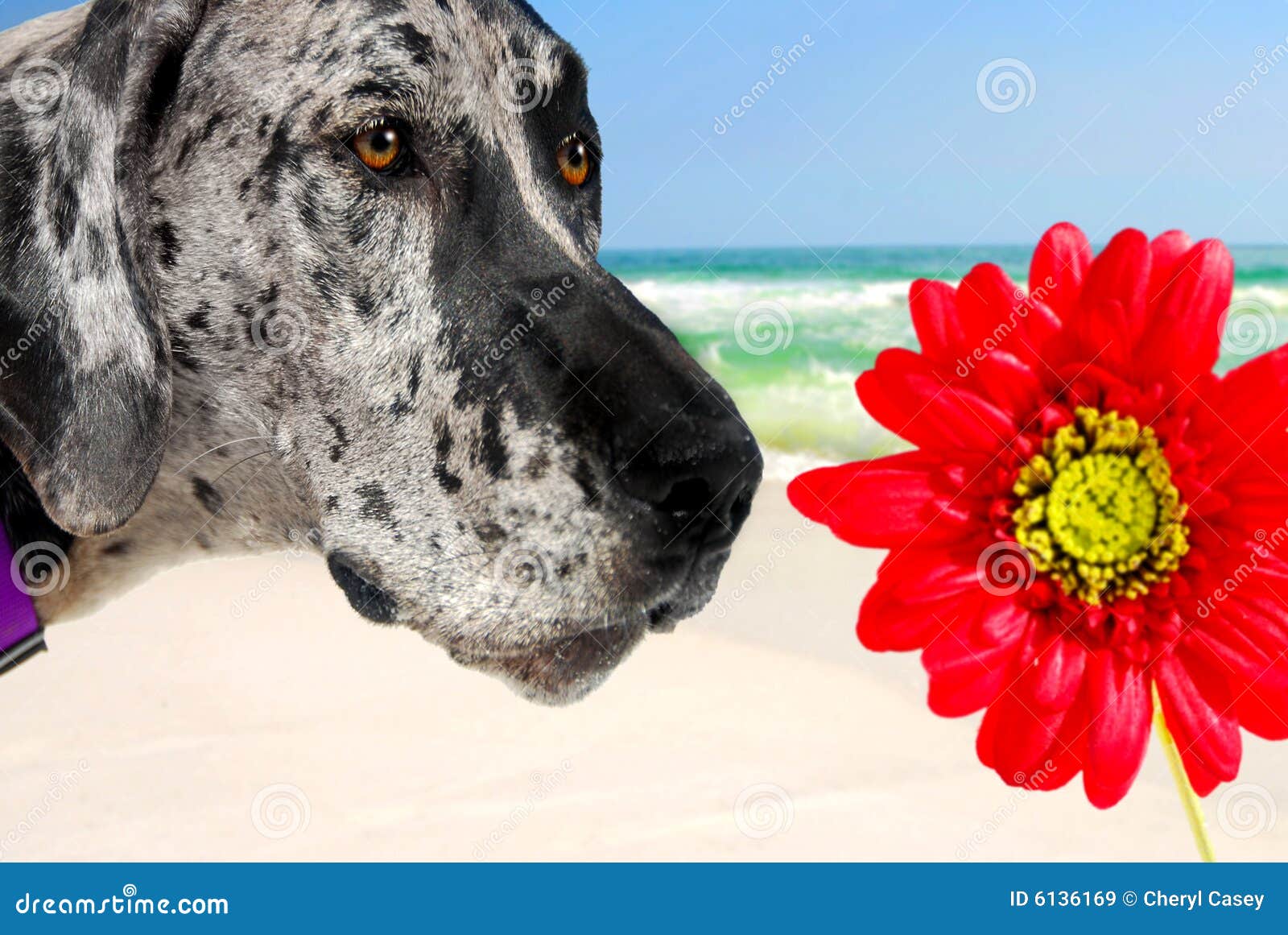 Danois Grand Et Fleur Sur La Plage Image stock - Image du reniflement ...