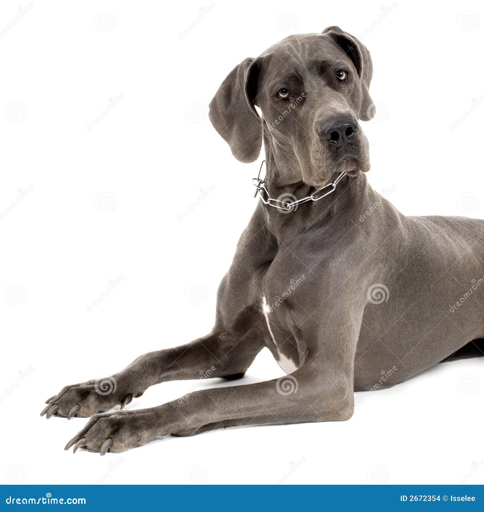 Danois grand gris photo stock. Image du pets, mignon, grand - 2672354