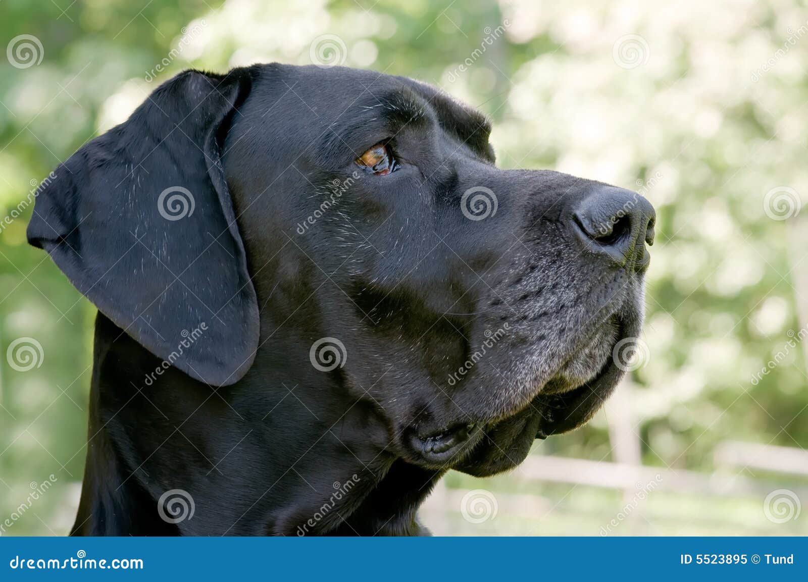 Danois grand noir image stock. Image du chien, tête, noir - 5523895