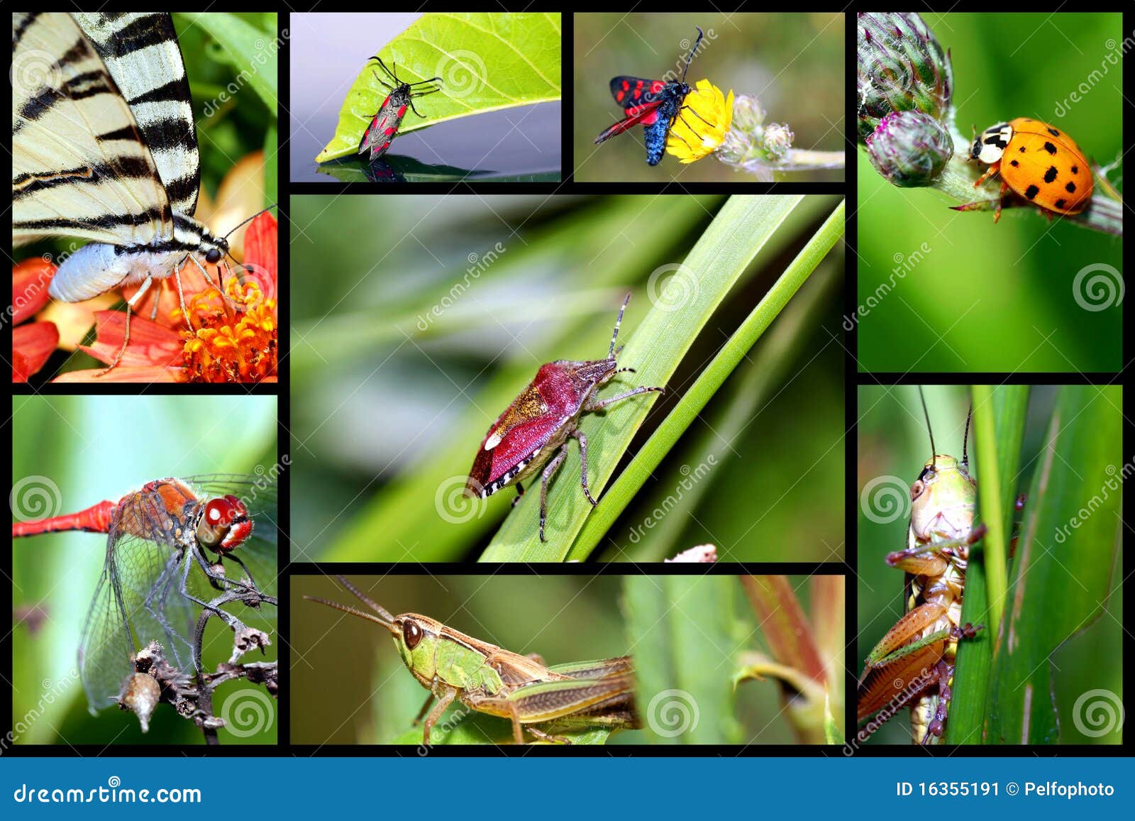 Dans Le Monde Des Insectes. Image stock - Image du différent ...