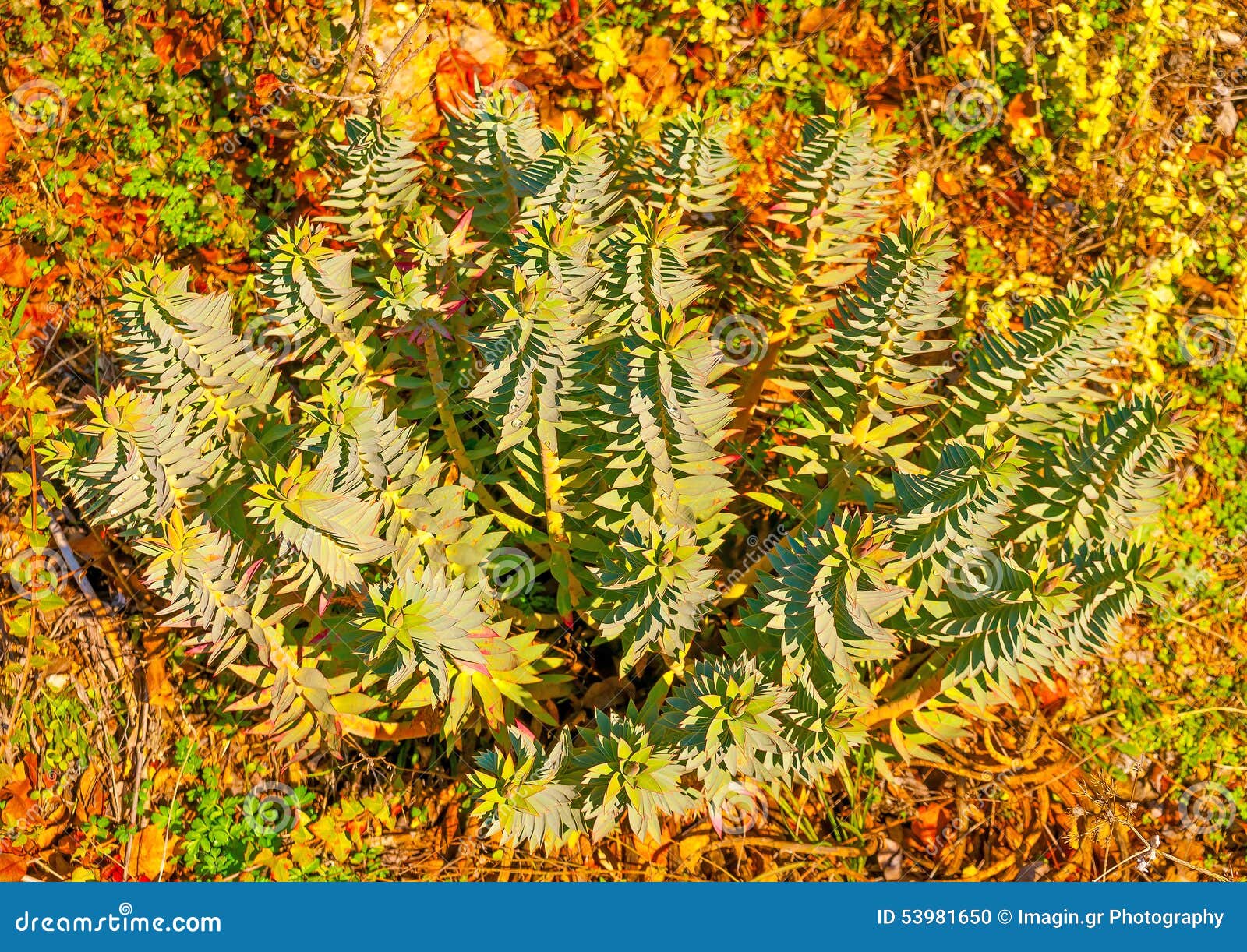 Dans Le Village De Peleta En Grèce Photo stock - Image du méditerranéen ...