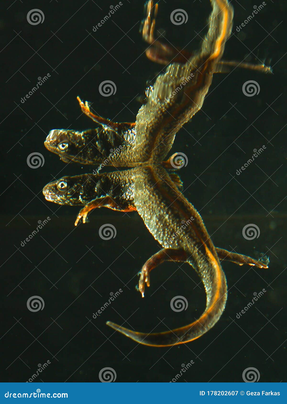 Amphibia Danube Crested Newt, Triturus Dobrogicus Royalty-Free Stock ...