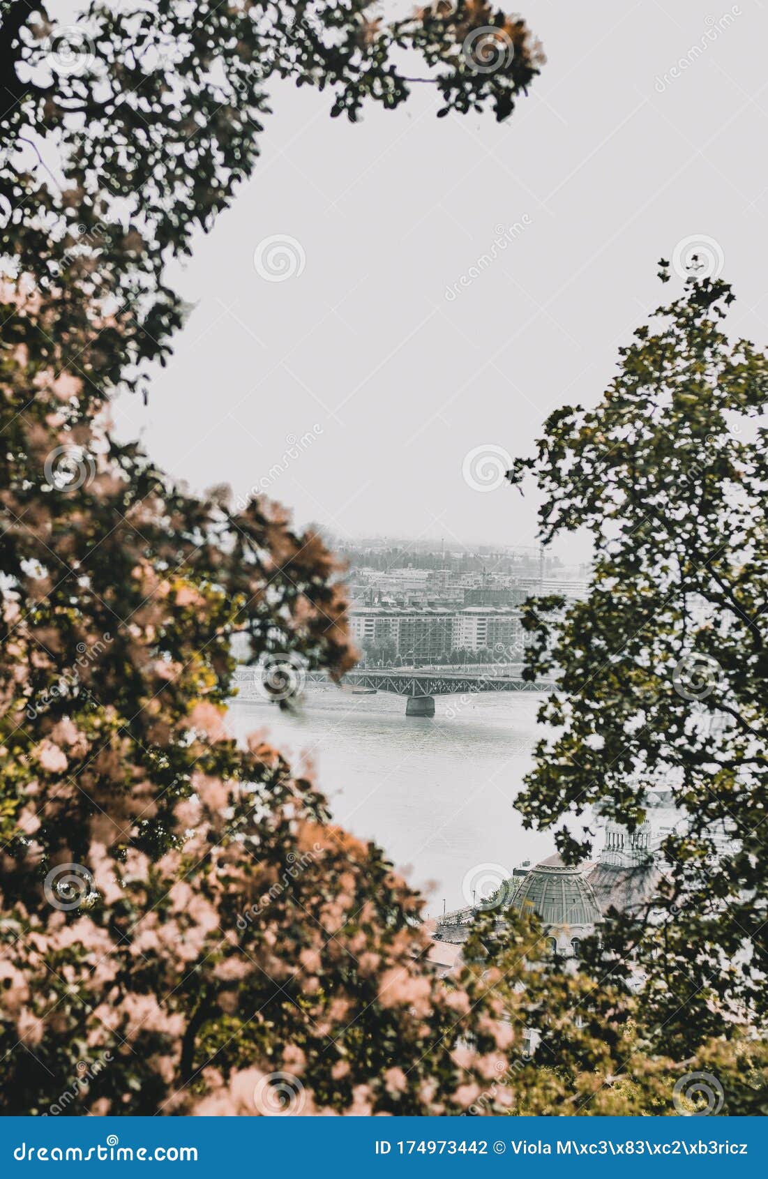 Danube stock photo. Image of spring, river, trees, flower - 174973442