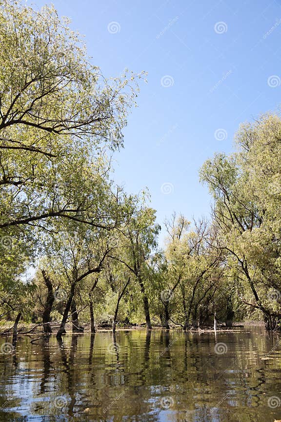 Danube Delta stock image. Image of biosphere, reflection - 14591539