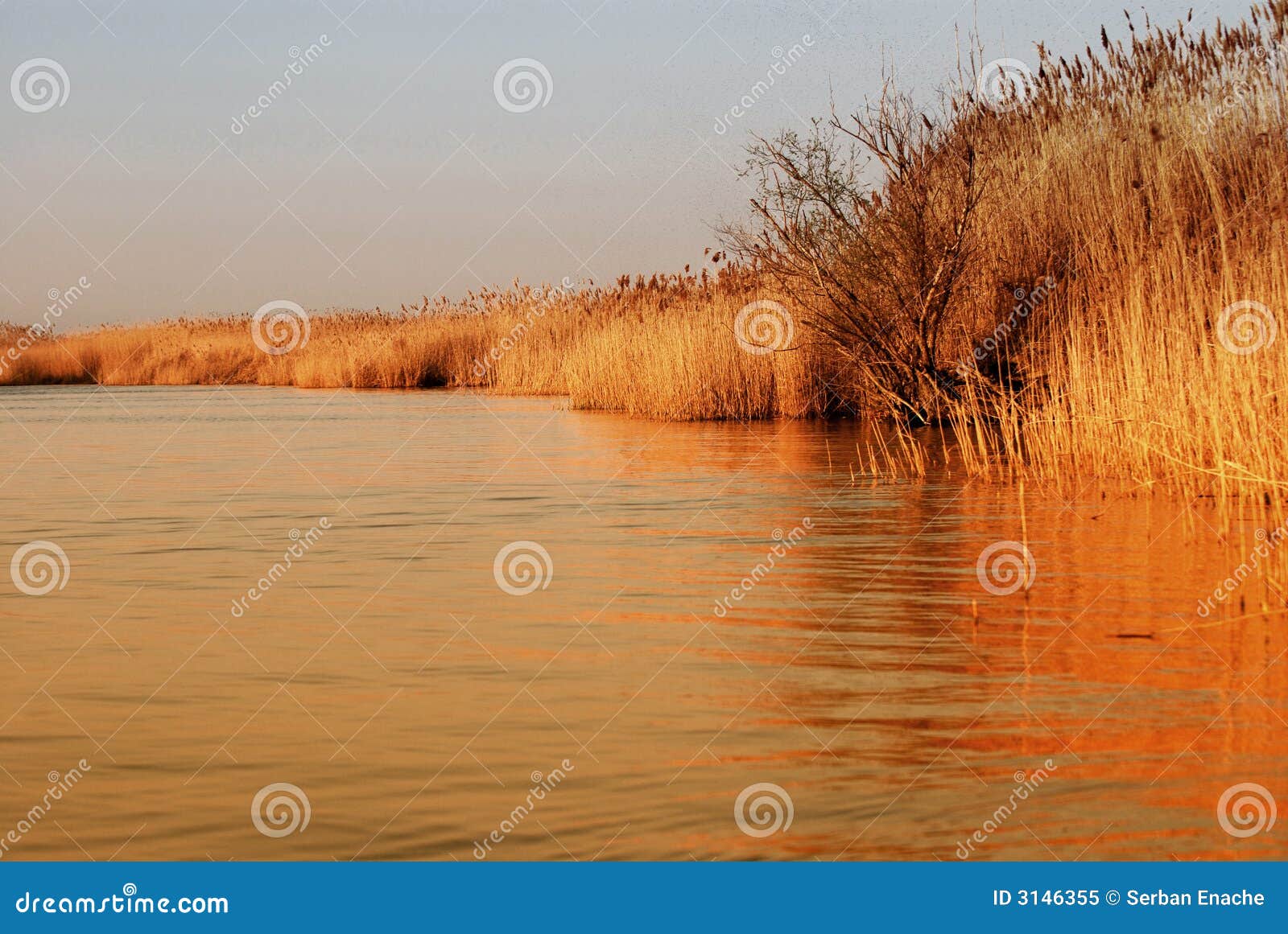 Danube Delta stock image. Image of shine, sunrise, life - 3146355