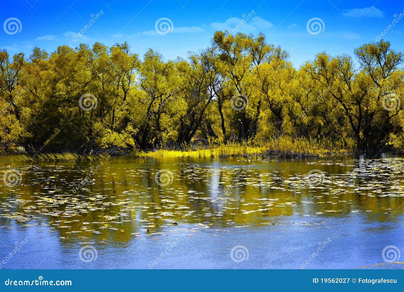 Danube Delta Landscape stock image. Image of delta, flow - 19562027