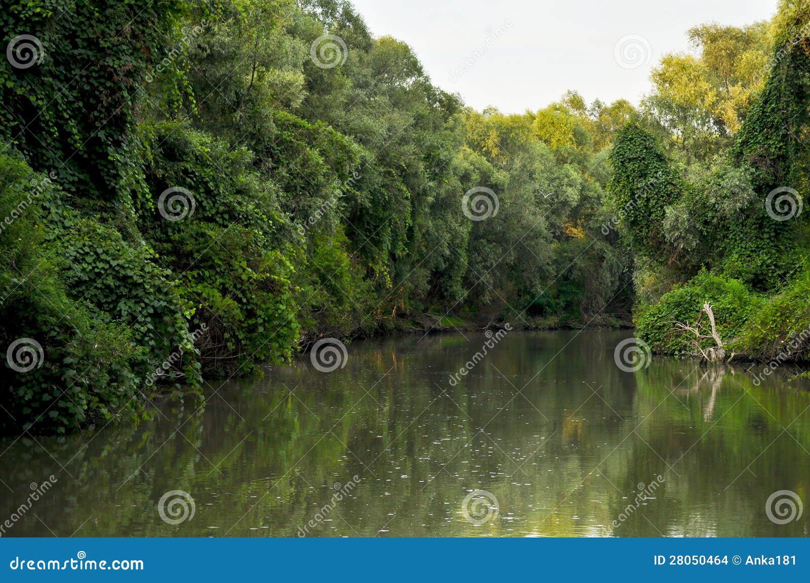 Danube Delta landscape stock photo. Image of creek, ecosystem - 28050464