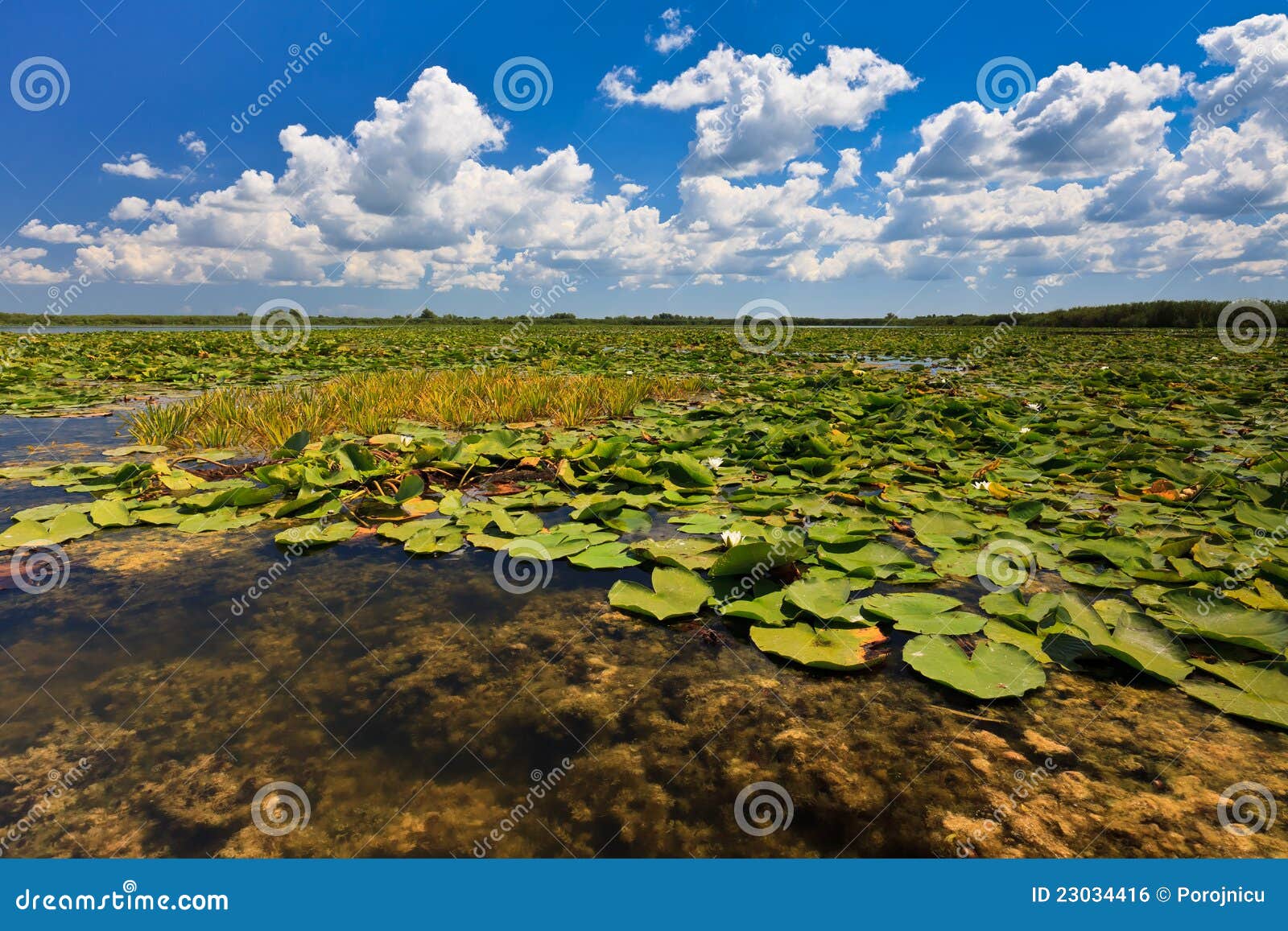 Danube Delta, Romania stock photo. Image of reservation - 23034416