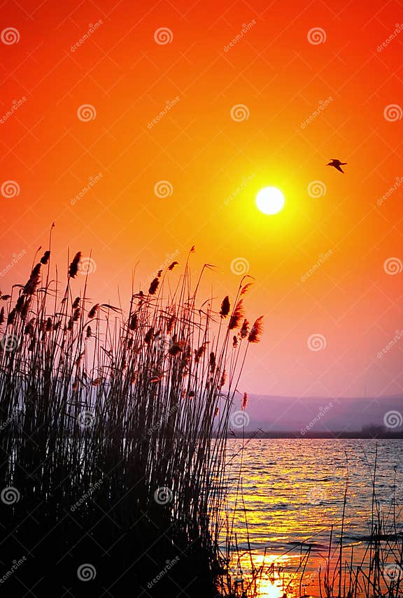 Danube Delta sunset stock photo. Image of lake, relax - 24019000