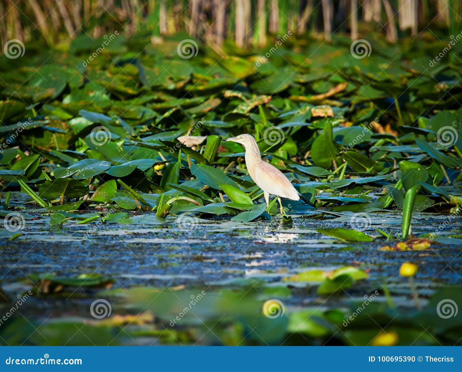 Danube Delta, Tulcea, Romania Stock Photo - Image of leaves, dried ...